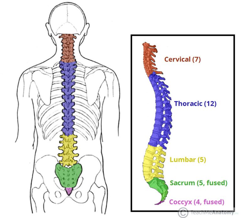 Spondylosis: Types, Symptoms, Treatments | Spinefit Chiro